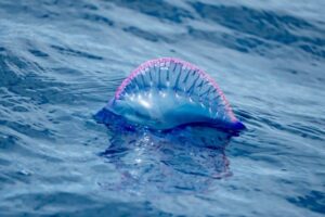 11 Fascinating Portuguese Man o' War Facts - Fact Animal