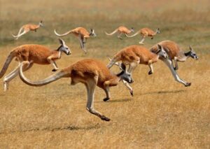 The 10 Highest Jumping Animals In The World - Fact Animal