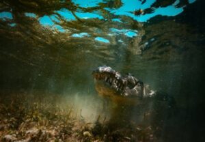 13 Surprising Saltwater Crocodile Facts - Fact Animal
