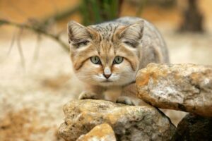 11 Super-Cute Sand Cat Facts - Fact Animal