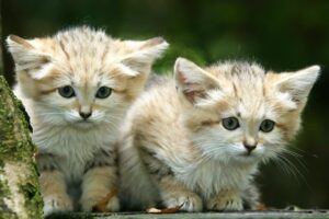 11 Super-Cute Sand Cat Facts - Fact Animal