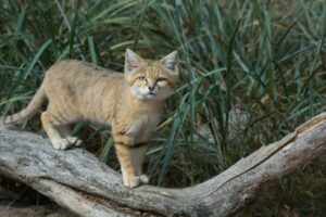11 Super-Cute Sand Cat Facts - Fact Animal