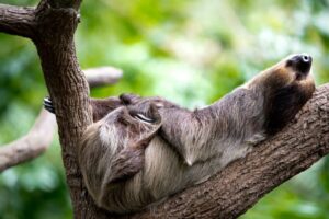 The Laziest Animals In The World - Fact Animal