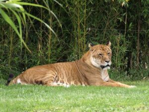 7 Surprising Tigon Facts - Fact Animal