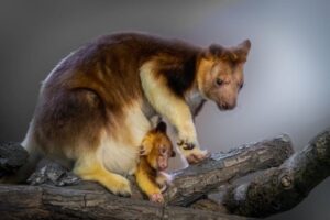 10 Little-Known Tree Kangaroo Facts - Fact Animal