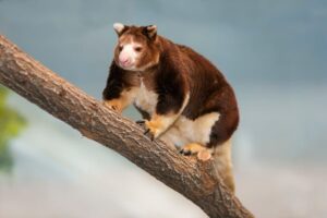 10 Little-Known Tree Kangaroo Facts - Fact Animal