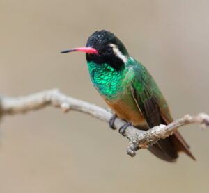 Animals That Start With X - Fact Animal