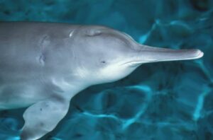 Baiji Dolphin Facts (Yangtze River Dolphin) - Fact Animal