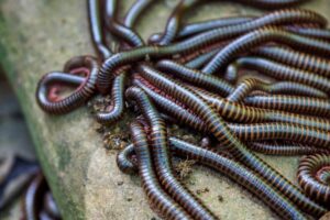 The Smelliest Animals In The World - Fact Animal