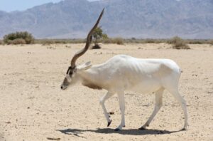 8 Amazing Addax Antelope Facts - Fact Animal