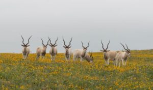 8 Amazing Addax Antelope Facts - Fact Animal