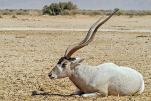 8 Amazing Addax Antelope Facts - Fact Animal