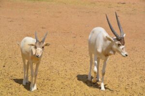 8 Amazing Addax Antelope Facts - Fact Animal