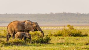 12 Astonishing African Bush Elephant Facts - Fact Animal