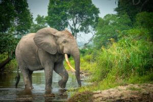 16 Astonishing African Forest Elephant Facts - Fact Animal