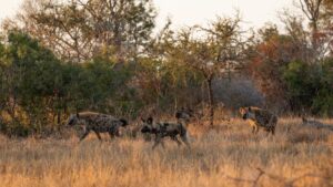 12 African Wild Dog Facts - Fact Animal