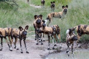 12 African Wild Dog Facts - Fact Animal