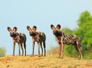 12 African Wild Dog Facts - Fact Animal