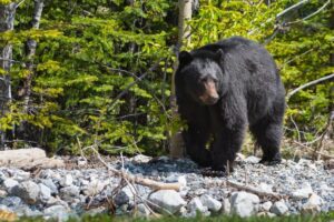 16 Astonishing American Black Bear Facts - Fact Animal