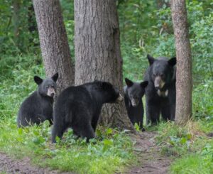 16 Astonishing American Black Bear Facts - Fact Animal
