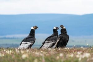 15 Astonishing Andean Condor Facts - Fact Animal