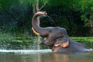 17 Incredible Asian Elephant Facts - Fact Animal