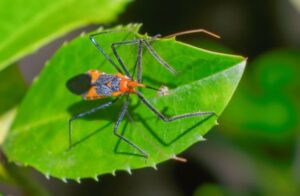 9 Astonishing Assassin Bug Facts - Fact Animal