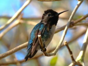 14 Miniscule Bee Hummingbird Facts - Fact Animal