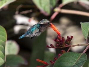 14 Miniscule Bee Hummingbird Facts - Fact Animal