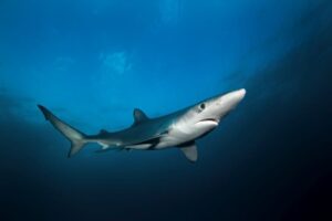 12 Blue Shark Facts - Fact Animal