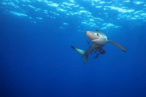12 Blue Shark Facts - Fact Animal