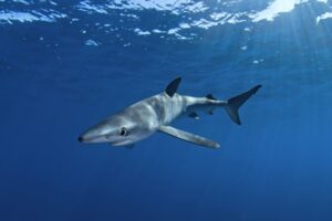 12 Blue Shark Facts - Fact Animal