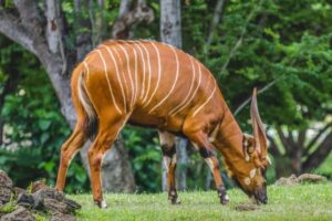 15 Bongo Antelope Facts - Fact Animal