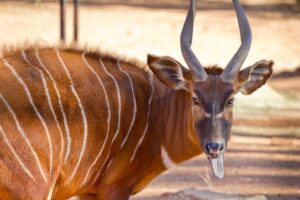 15 Bongo Antelope Facts - Fact Animal