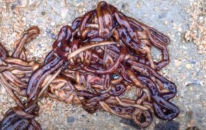Freaky Bootlace Worm Facts - Fact Animal