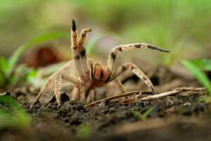8 Absolutely Bananas Brazilian Wandering Spider Facts - Fact Animal