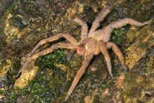 8 Absolutely Bananas Brazilian Wandering Spider Facts - Fact Animal