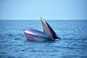 10 Bryde’s Whale Facts - Fact Animal