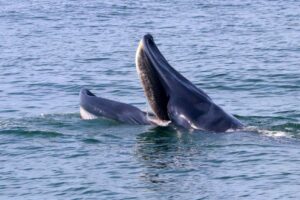 10 Bryde’s Whale Facts - Fact Animal