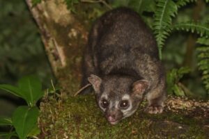 14 Cool Cacomistle Facts - Fact Animal