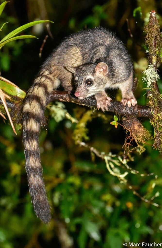 14 Cool Cacomistle Facts - Fact Animal