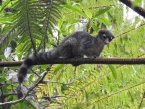 14 Cool Cacomistle Facts - Fact Animal