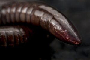 10 Slithering Caecilian Facts - Fact Animal