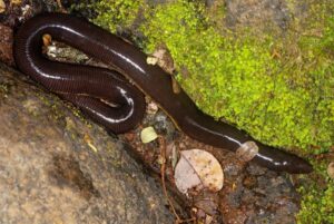 10 Slithering Caecilian Facts - Fact Animal