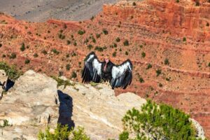 12 California Condor Facts - Fact Animal
