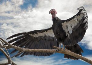 12 California Condor Facts - Fact Animal