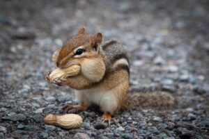 11 Cheeky Chipmunk Facts - Fact Animal