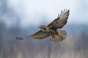 14 Cool Common Buzzard Facts - Fact Animal