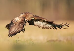 14 Cool Common Buzzard Facts - Fact Animal