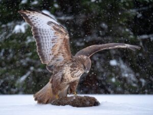 14 Cool Common Buzzard Facts - Fact Animal